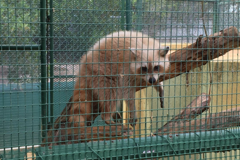 Swamp Safari – CTS Jamaica